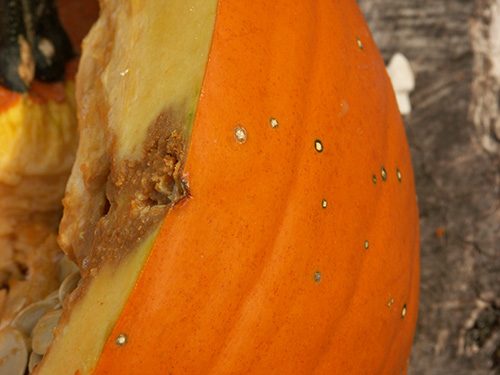 Bacterial Spot of Pumpkin | Purdue University Vegetable Crops Hotline