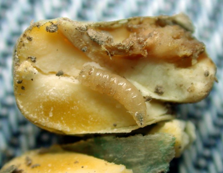 Seed and Root Maggots | Purdue University Vegetable Crops Hotline