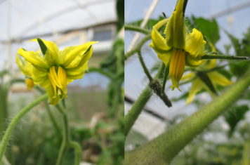 Understanding High Temperature Effects on Fruit Set of Tomatoes ...