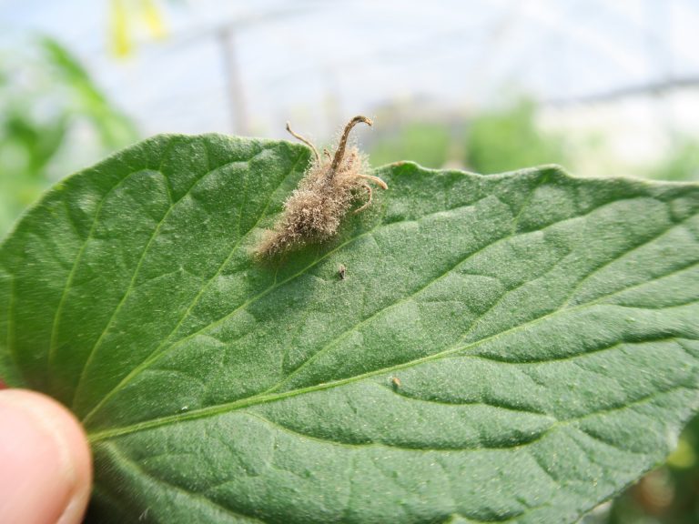 Botrytis Gray Mold on Greenhouse Tomatoes | Purdue University Vegetable ...