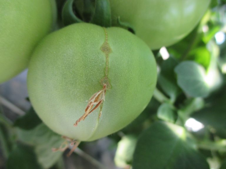 Tomato Zippering | Purdue University Vegetable Crops Hotline