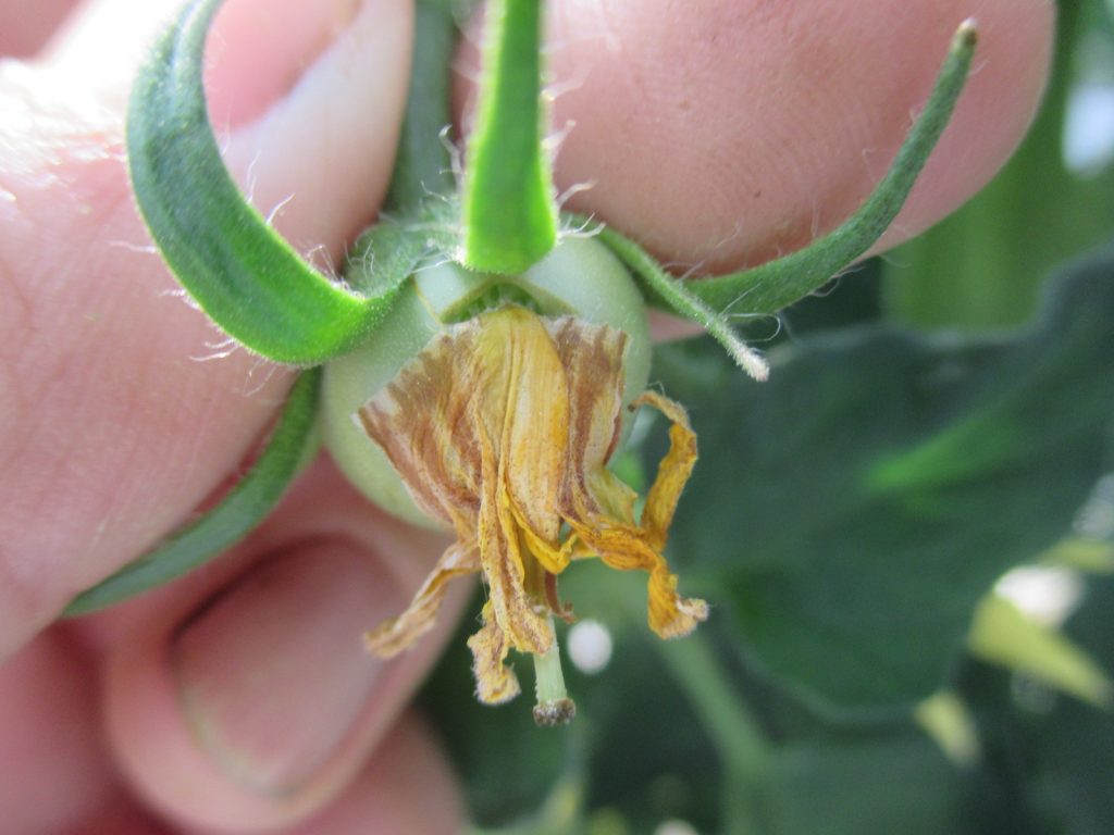 Tomato Zippering | Purdue University Vegetable Crops Hotline