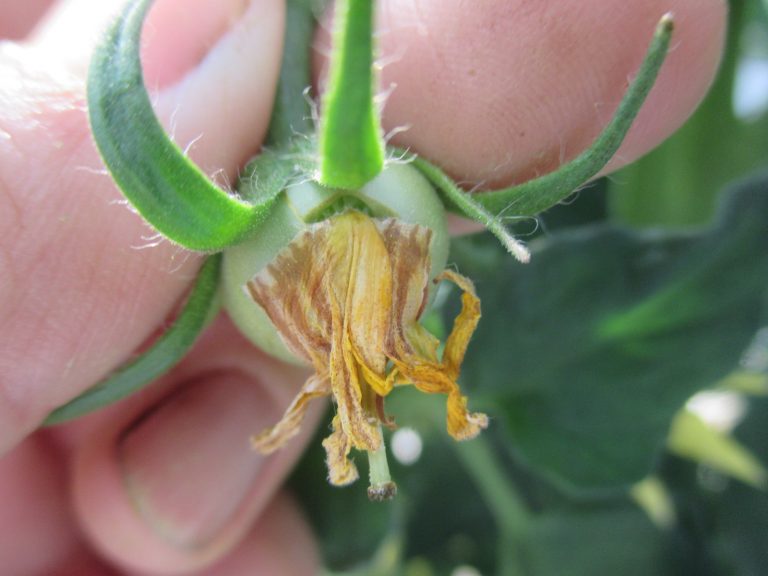 Tomato Zippering | Purdue University Vegetable Crops Hotline
