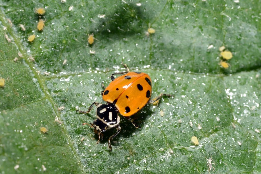 Augmentation Biological Control in High Tunnels | Purdue University ...