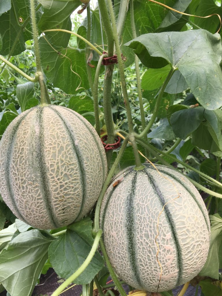 High Tunnel Evaluation of Vertically-Grown Cantaloupe and Galia Melon ...
