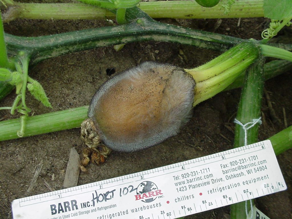 Pumpkin Fruit Set | Purdue University Vegetable Crops Hotline