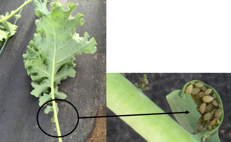 Aphid Management in Winter Green Production in High Tunnels | Purdue ...