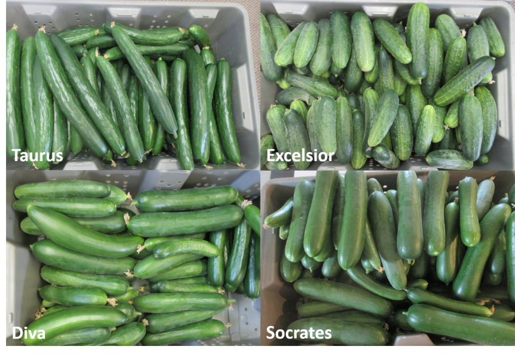 2016 Cucumber Variety Evaluation in a High Tunnel at Southwest Indiana | Purdue University ...