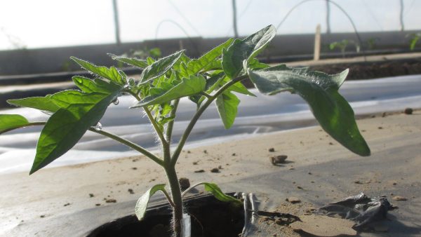 Purdue University Vegetable Crops Hotline