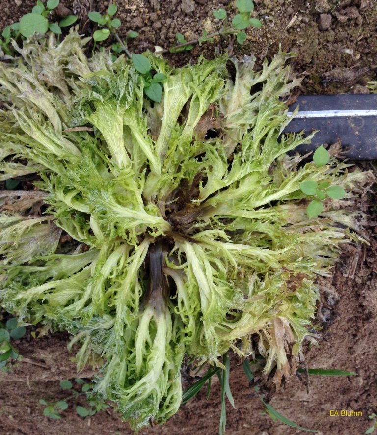 Problems in Overwintered Salad Greens – White Mold and Tip Burn ...