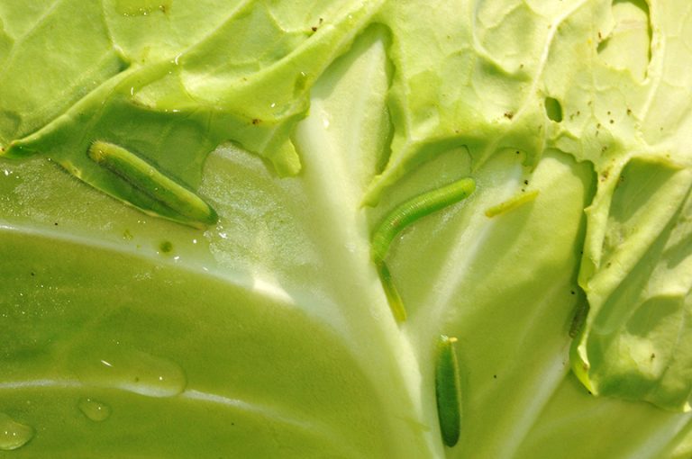 Cabbage Caterpillars | Purdue University Vegetable Crops Hotline
