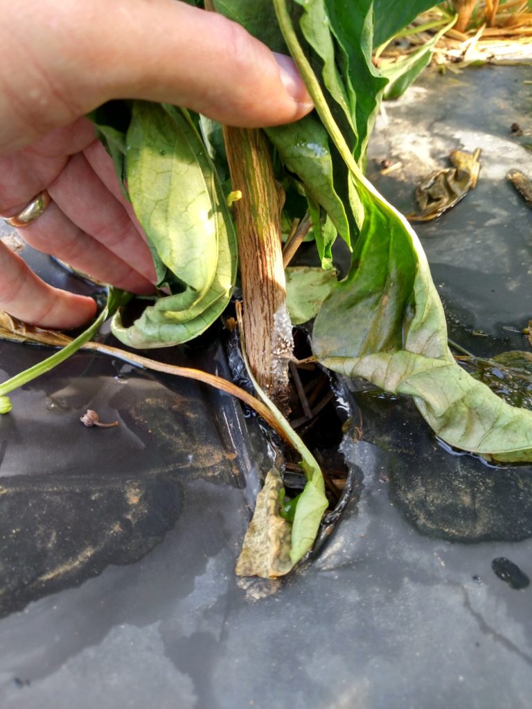 Southern Blight of Pepper and Tomato | Purdue University Vegetable ...
