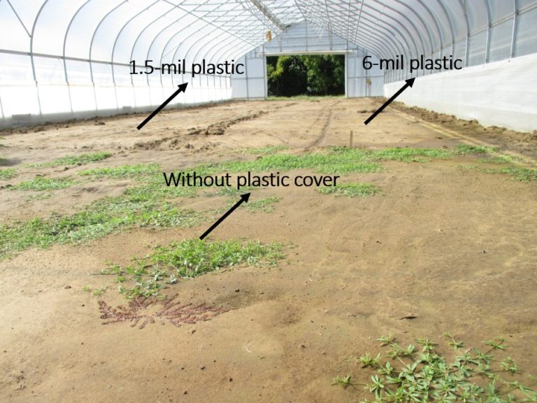 The Update of Soil Solarization in a High Tunnel at SWPAC | Purdue ...