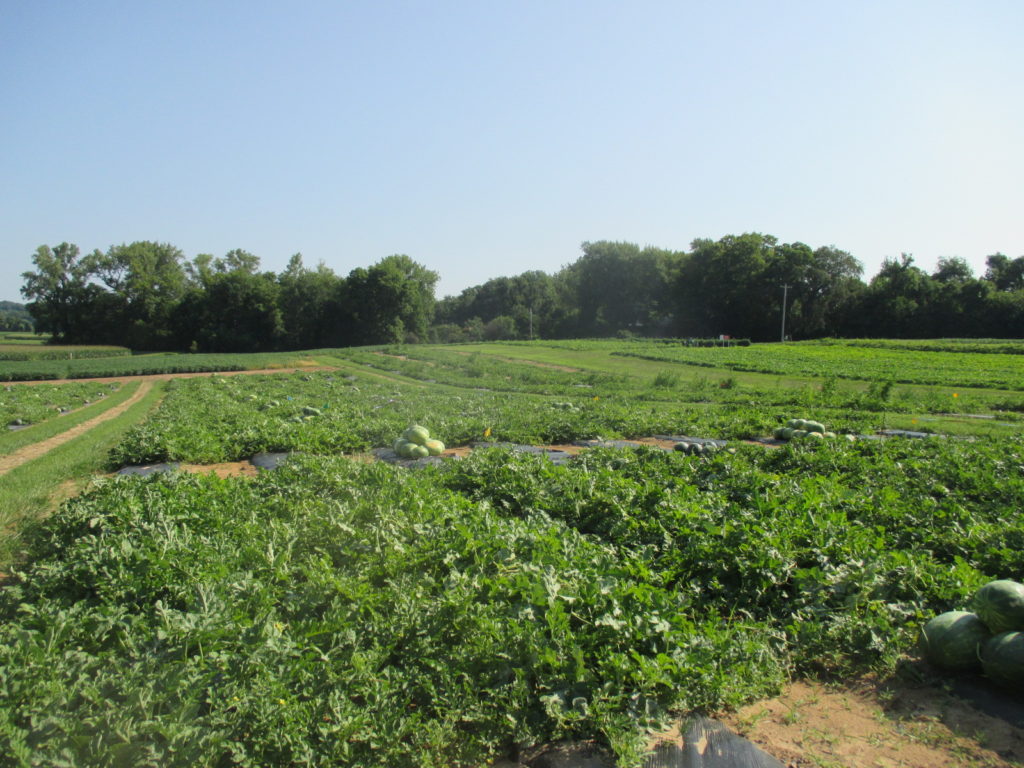 Indiana Watermelon and Melon Variety Trial | Purdue University ...