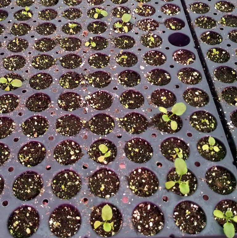 Damping-off | Purdue University Vegetable Crops Hotline