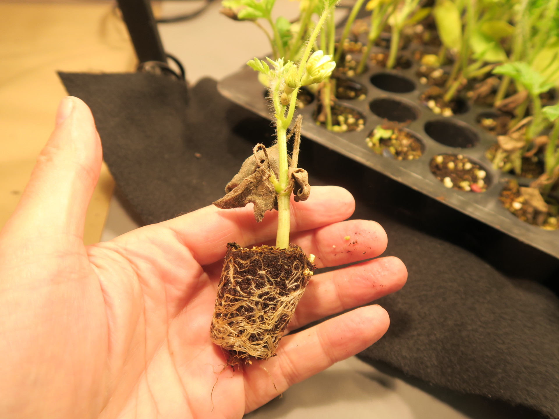 Black Root Rot Of Watermelon Purdue University Vegetable Crops Hotline