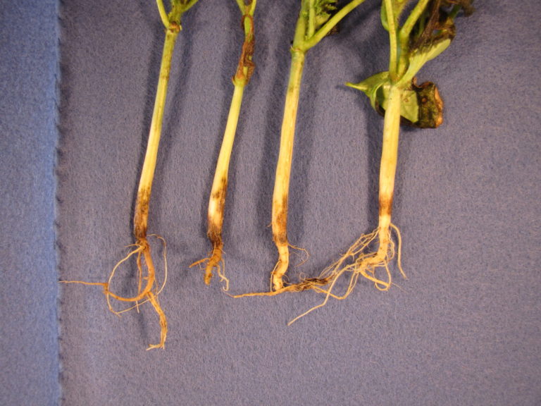 Black Root Rot of Watermelon | Purdue University Vegetable Crops Hotline