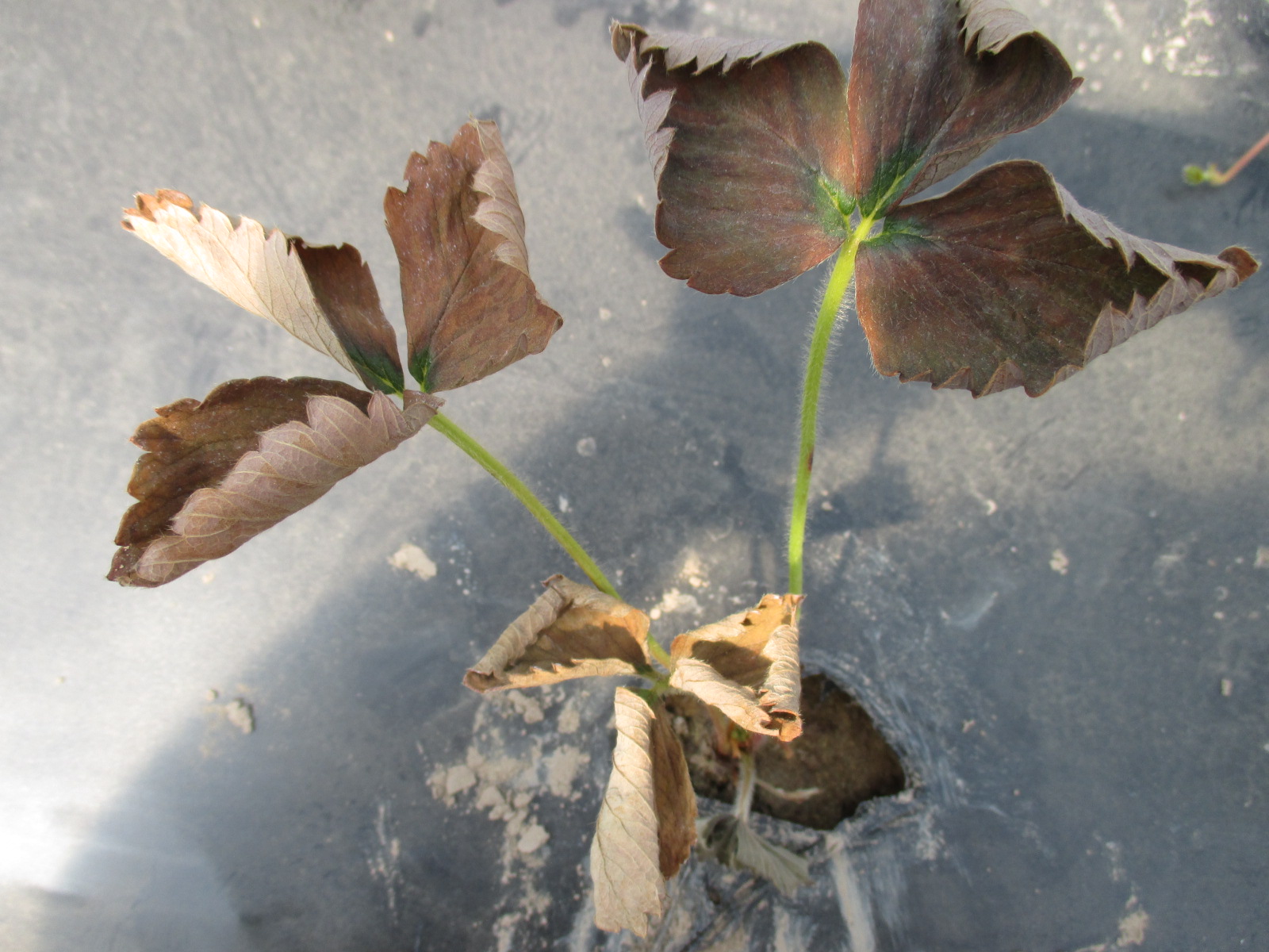 Annual Strawberry Production in Southern Indiana | Purdue University ...