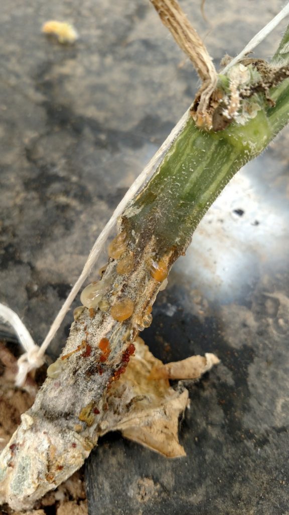 New Disease Report – Charcoal Rot of Cucumber | Purdue University ...