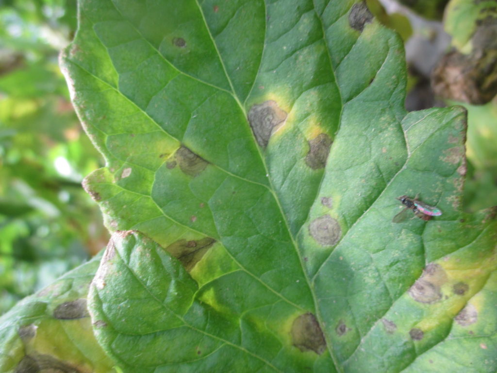 New Disease Report – Target Spot of Tomato | Purdue University ...
