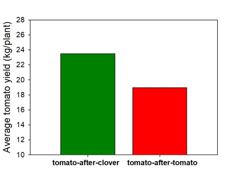 Dealing with Yield Decline in High Tunnel Tomatoes | Purdue University ...