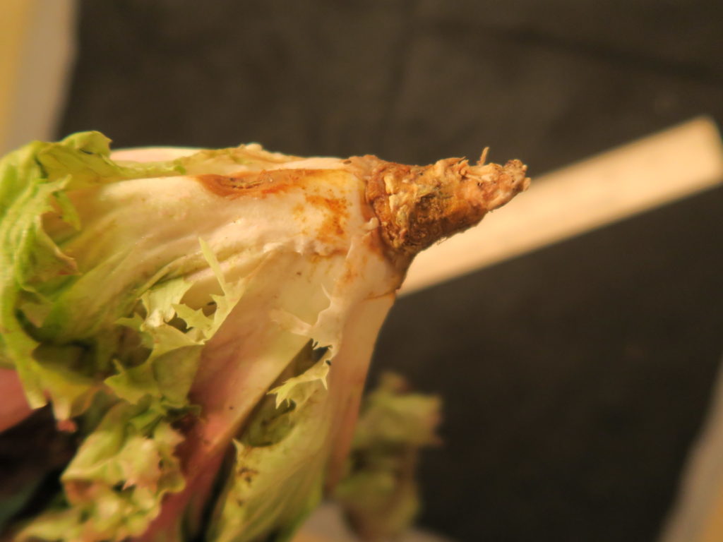 Lettuce drop | Purdue University Vegetable Crops Hotline