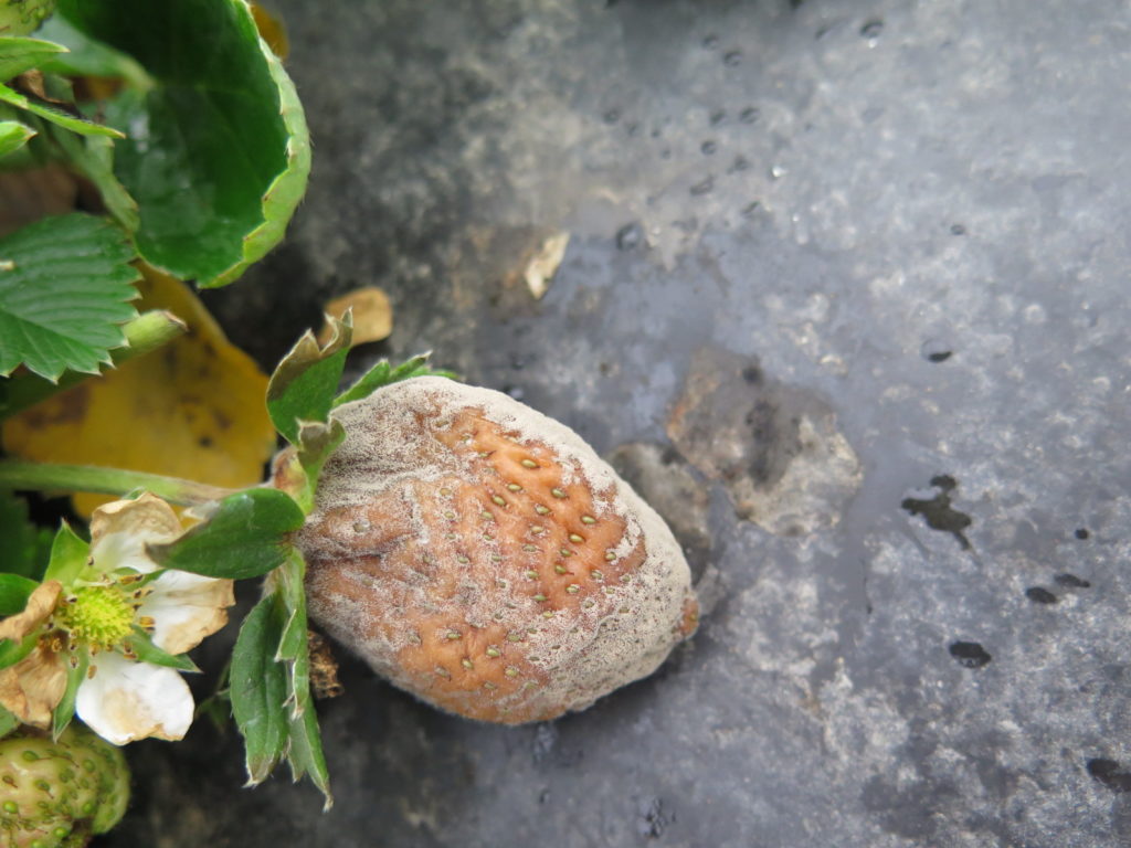 Strawberry Disease Update | Purdue University Vegetable Crops Hotline