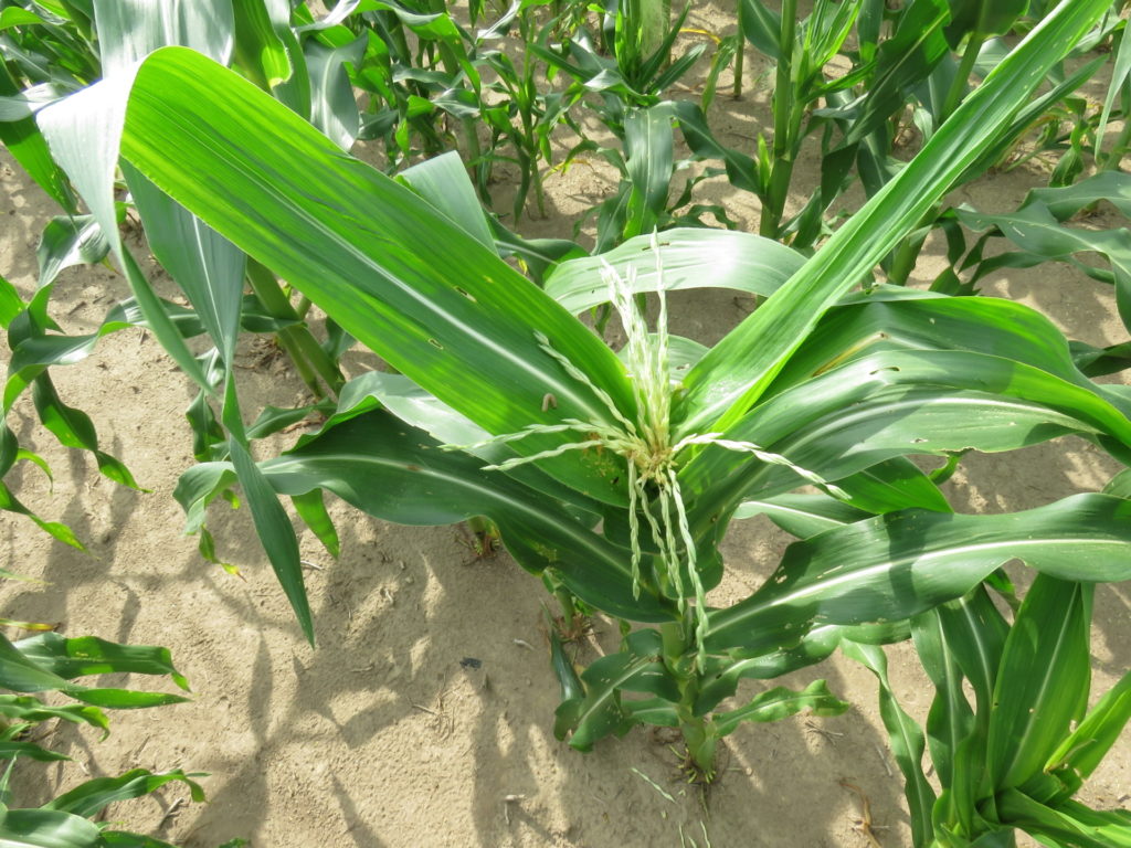 Sweet Corn Insect Observations | Purdue University Vegetable Crops Hotline