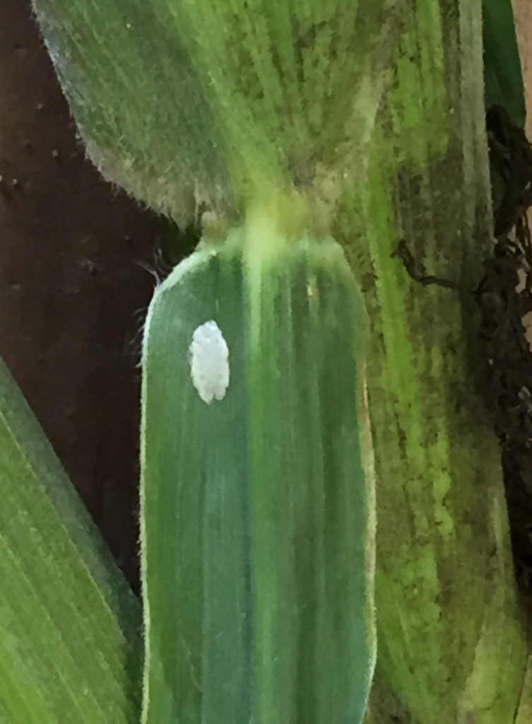 Sweet Corn Insect Observations | Purdue University Vegetable Crops Hotline