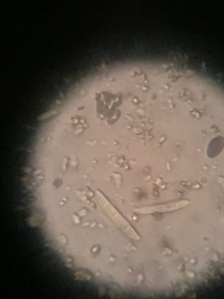 Wilting Cucurbits! What could it be? | Purdue University Vegetable ...