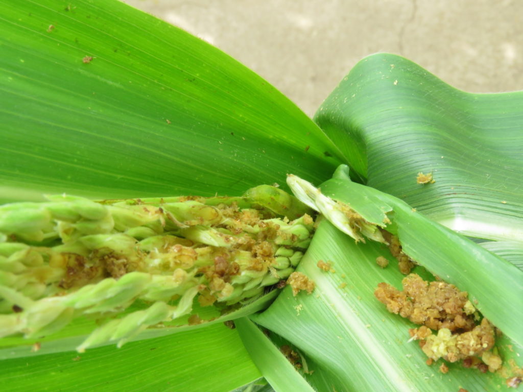 Sweet Corn Insect Observations | Purdue University Vegetable Crops Hotline