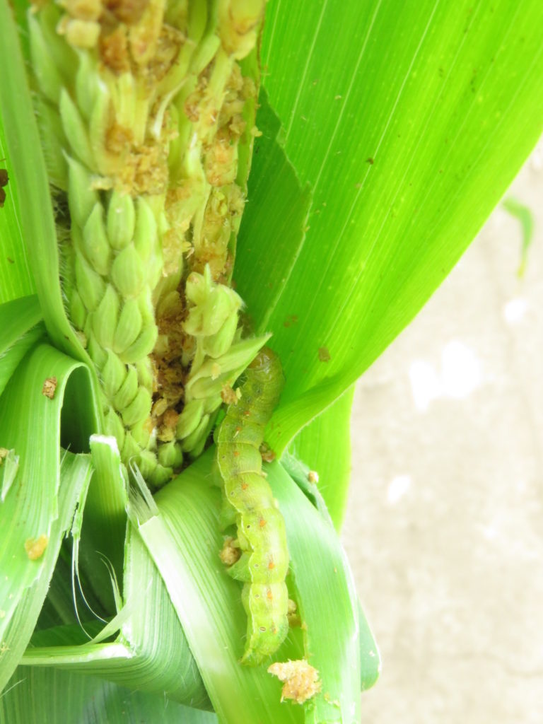 Sweet Corn Insect Observations | Purdue University Vegetable Crops Hotline