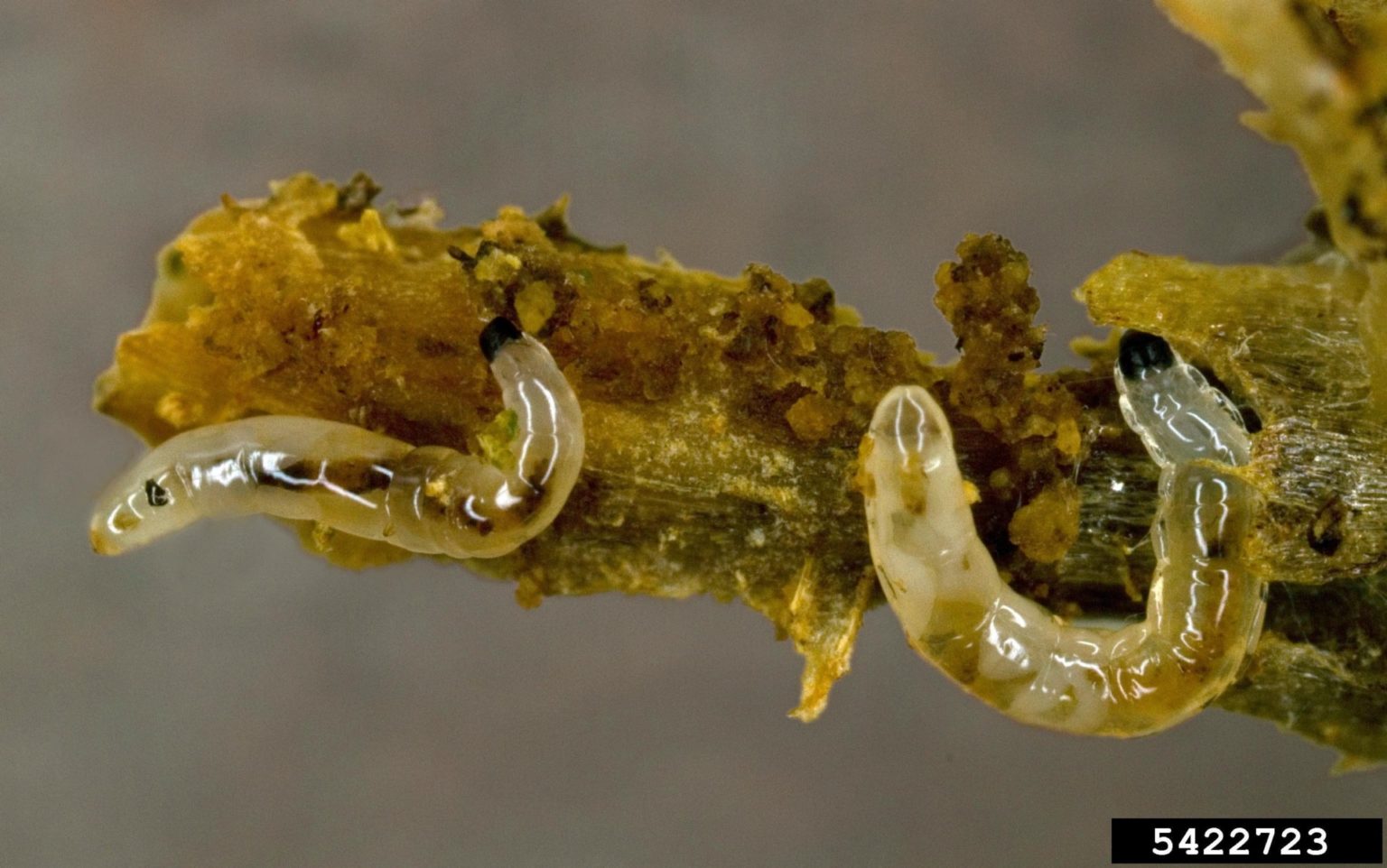 Proper Watering Prevents Problems with Fungus Gnats | Purdue University ...