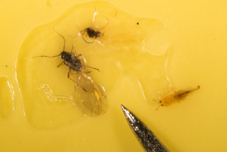 The Utility of Yellow Sticky Cards | Purdue University Vegetable Crops ...