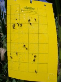 The Utility of Yellow Sticky Cards | Purdue University Vegetable Crops ...