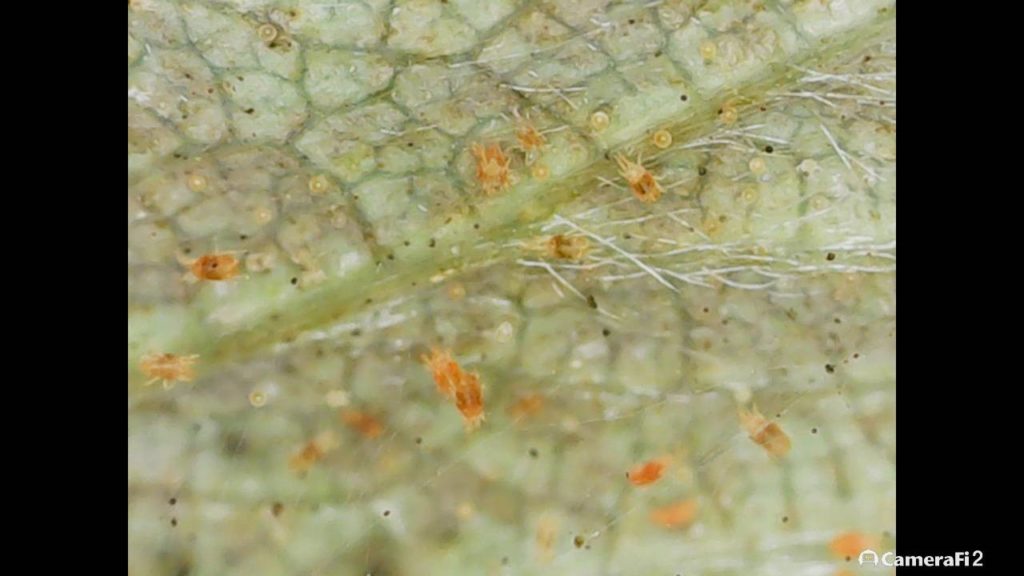 Strawberry Observations from an Entomologist | Purdue University ...