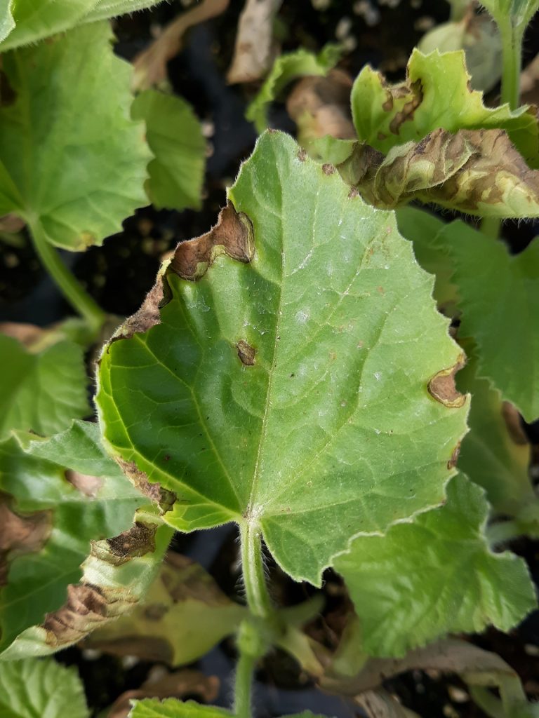 Angular leaf spot of Cucurbits | Purdue University Vegetable Crops Hotline