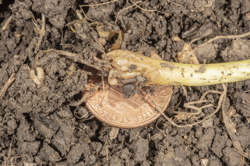 Seedling Damage by Maggot Pests | Purdue University Vegetable Crops Hotline