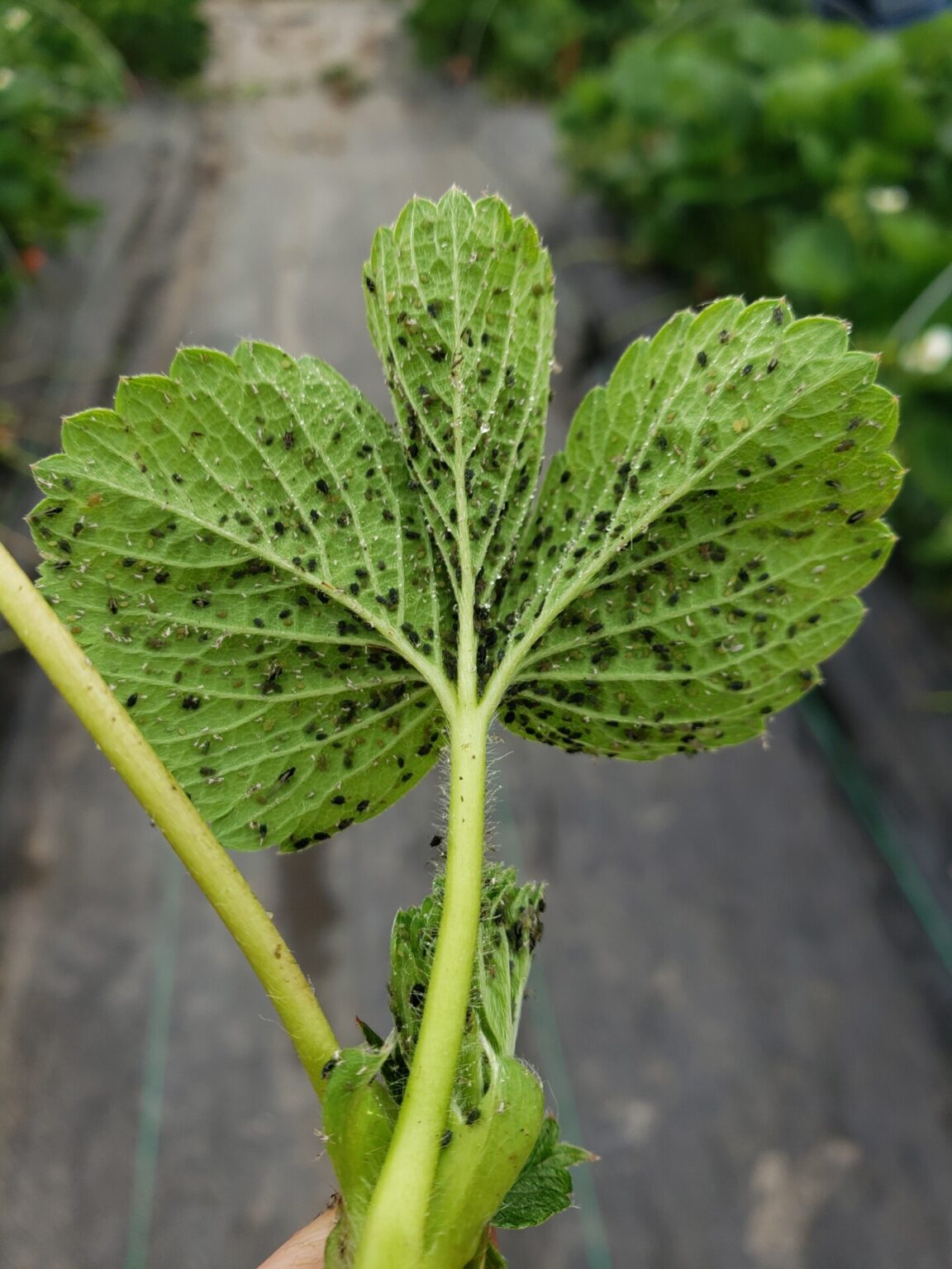 Organic Aphid Control Update | Purdue University Vegetable Crops Hotline