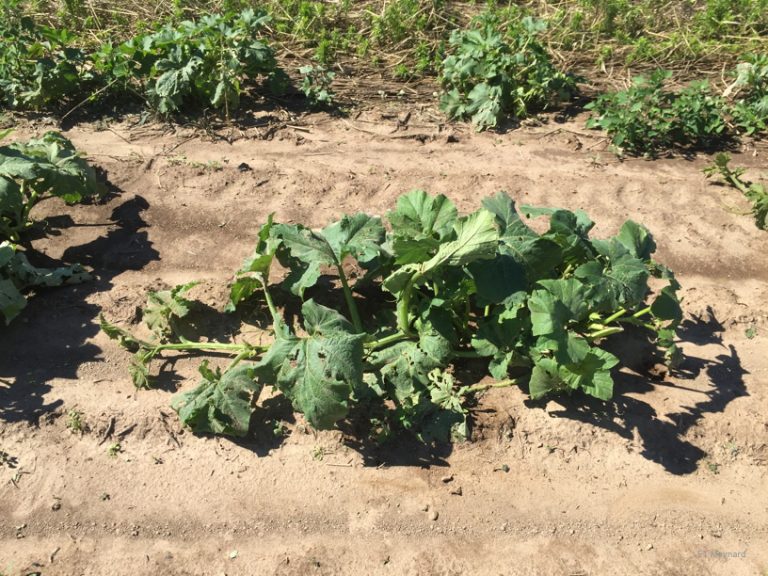 Hail Damage | Purdue University Vegetable Crops Hotline