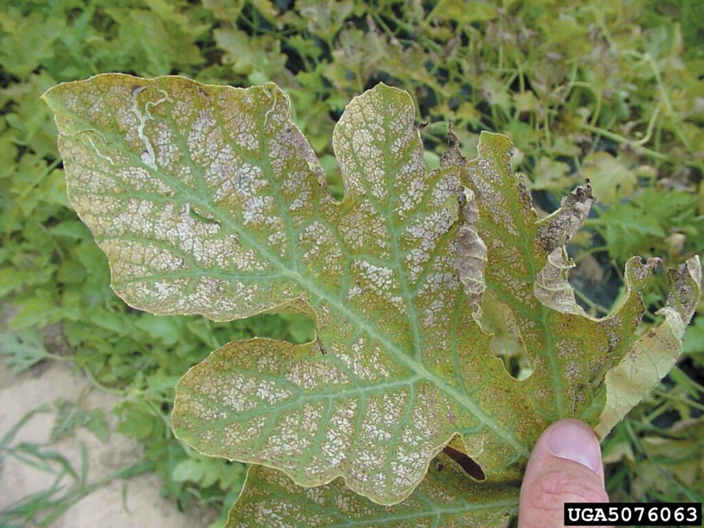 Ozone Injury on Vegetable Plants | Purdue University Vegetable Crops ...