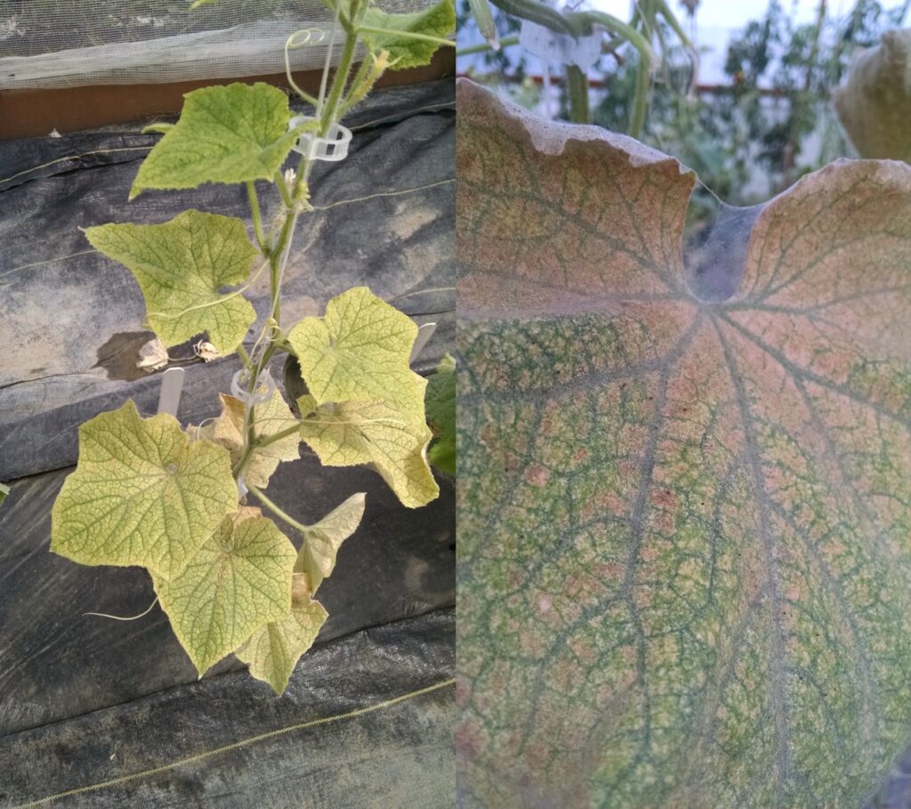 Mites on the Rise | Purdue University Vegetable Crops Hotline