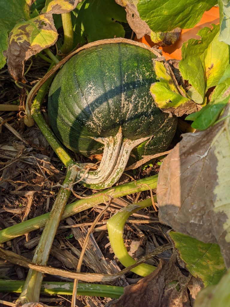 Plectosporium blight of Pumpkin | Purdue University Vegetable Crops Hotline