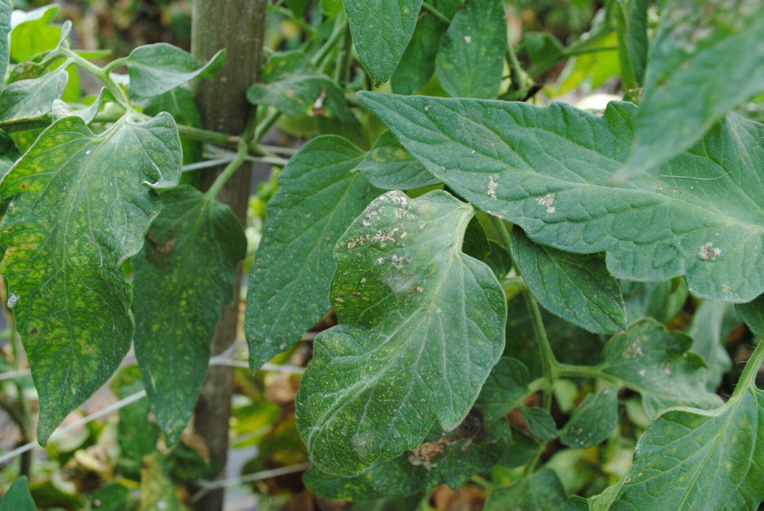 Tips for Managing Tomato Spotted Wilt Virus (TSWV) | Purdue University ...