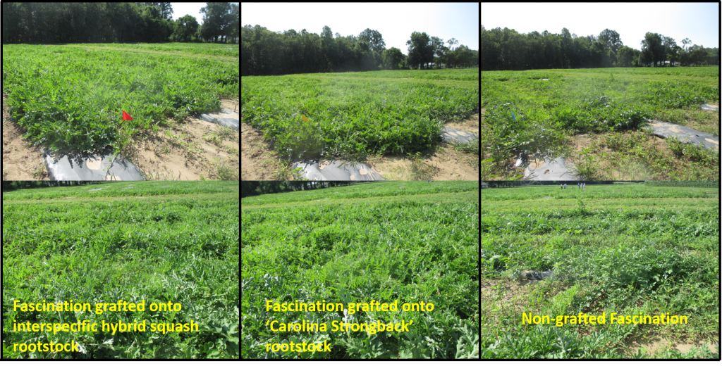 Using Grafted Watermelon Plants in Indiana | Purdue University ...