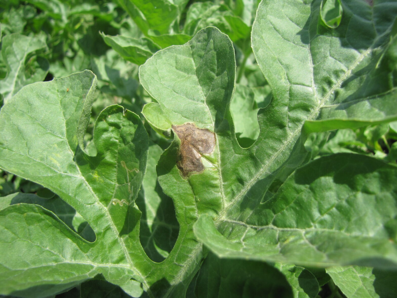 Gummy stem blight of Watermelon | Purdue University Vegetable Crops Hotline