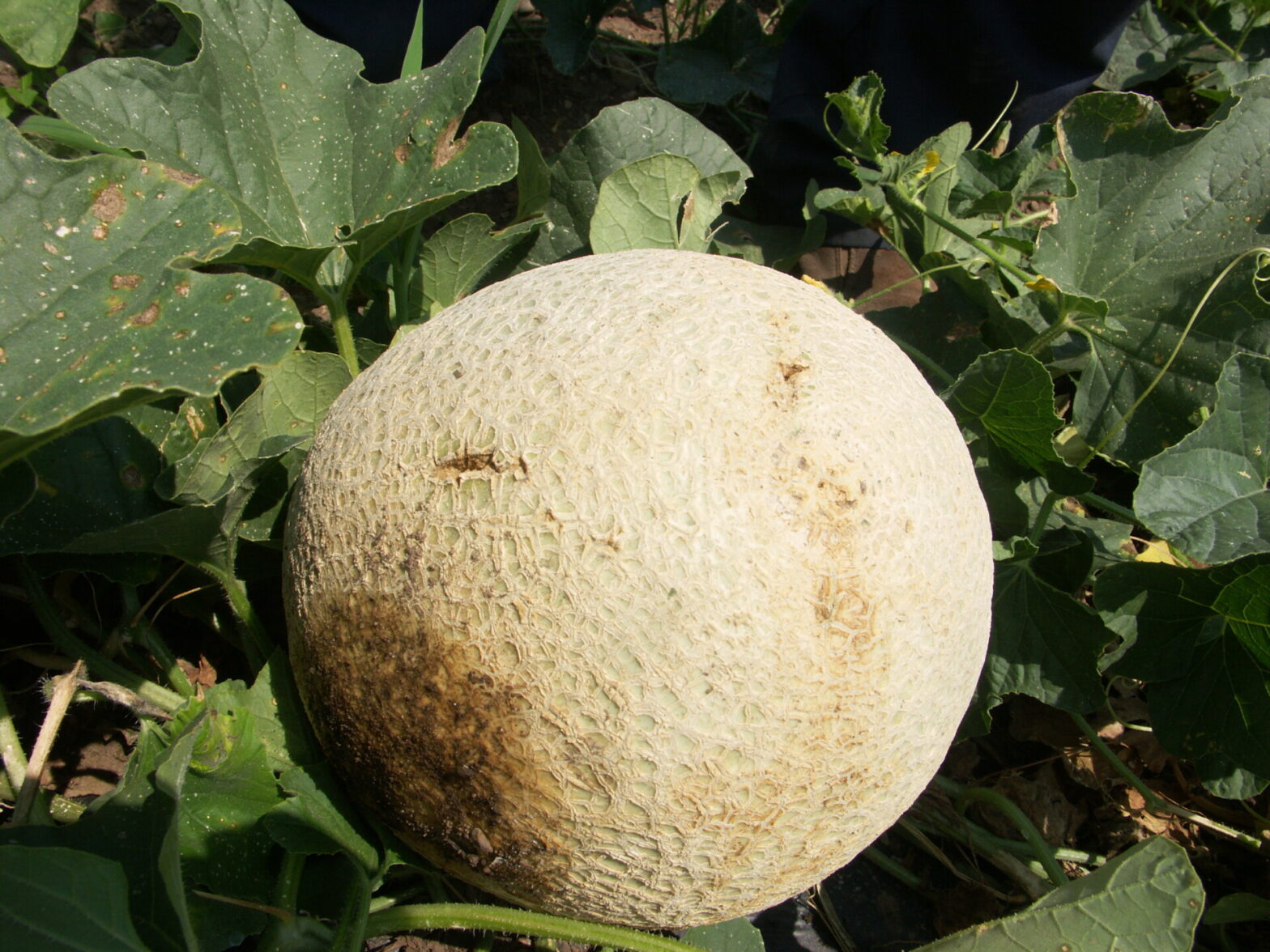 Gummy stem blight of Cantaloupe | Purdue University Vegetable Crops Hotline