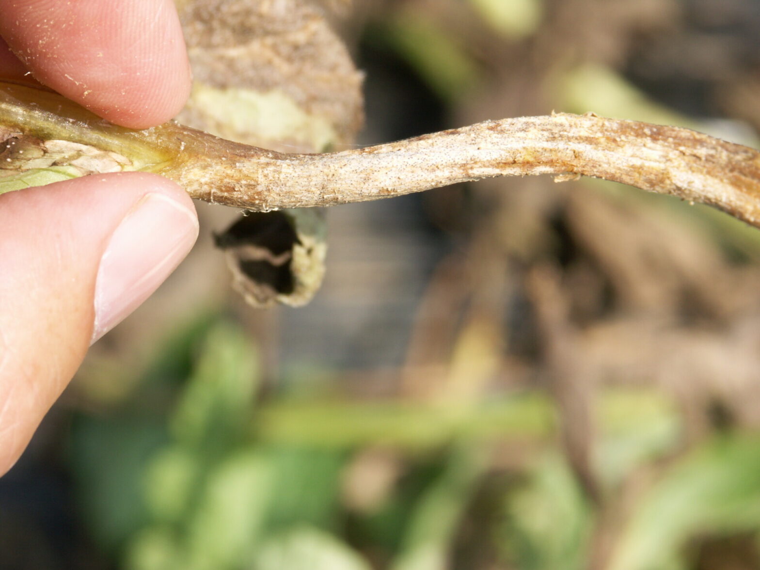 Gummy stem blight of Watermelon | Purdue University Vegetable Crops Hotline