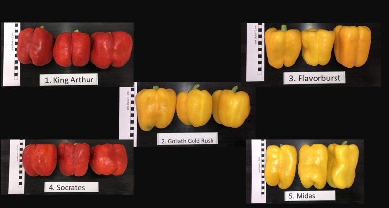 Have You Selected Your Sweet Pepper Varieties Yet? | Purdue University ...