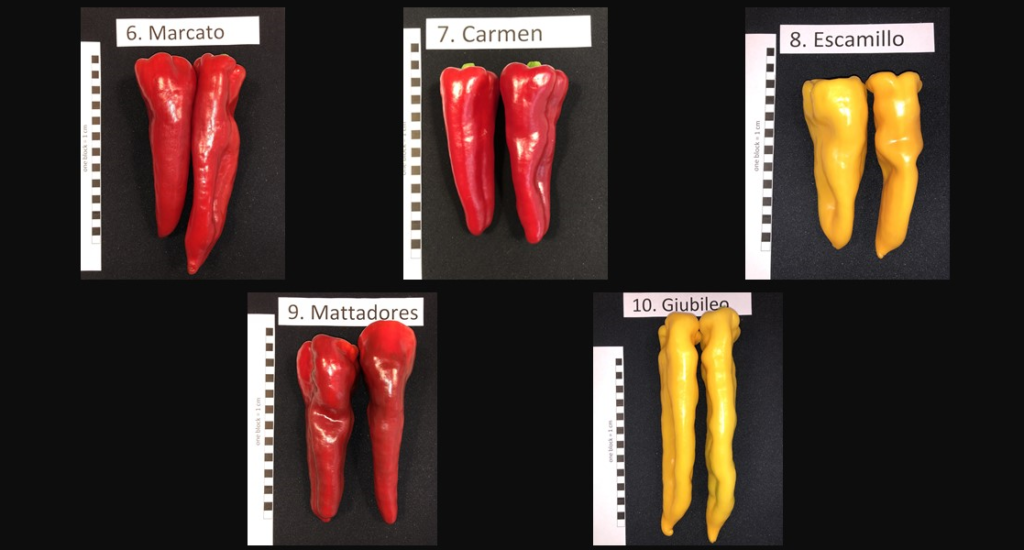 Have You Selected Your Sweet Pepper Varieties Yet? | Purdue University ...